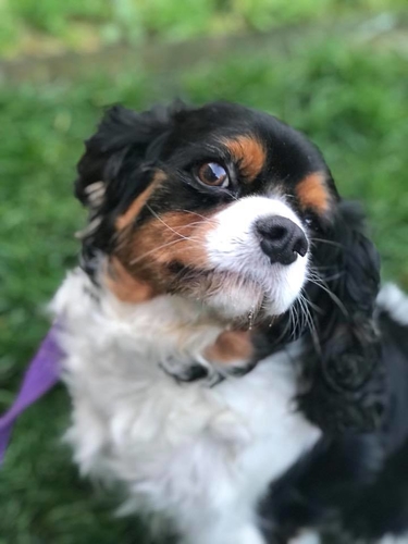 Fun Dog Show Great Shefford, National Animal Welfare Trust - Ref #34068 ...