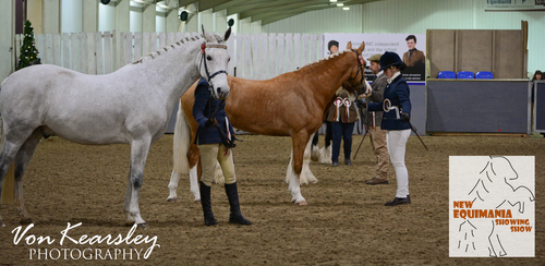 New Equimania Showing Show, New Equimania Showing Show - Ref #13595 ...